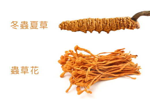 蟲草功效｜蟲草5大核心成分你要知！不再只看腺苷數字 趕走氣管不適、咳嗽及鼻敏徵狀 | healthyD.com